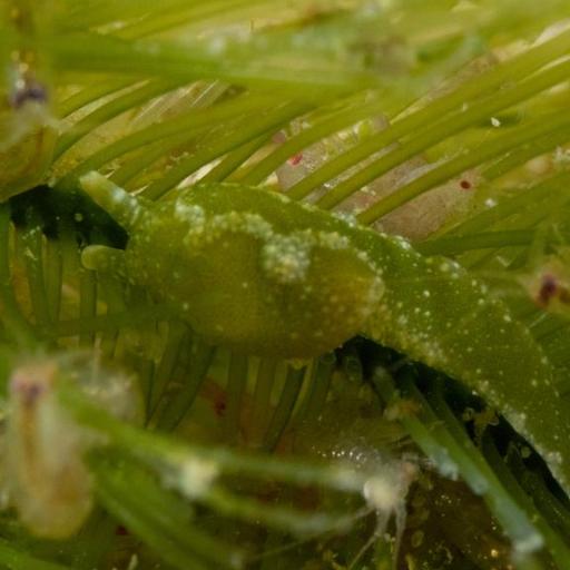 Oxynoe Insect Identification Guide, Habitat & Facts