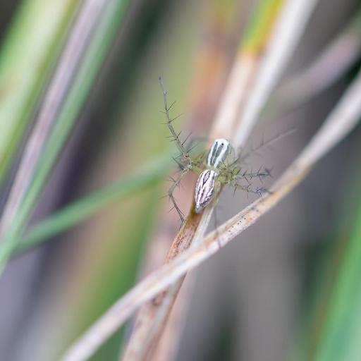 Southern Two-striped Walkingstick (Anisomorpha Buprestoides) Insect ...