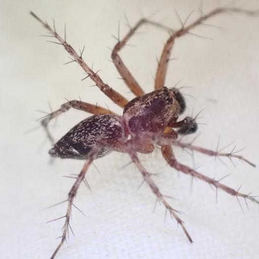 Western Lynx Spider (Oxyopes Scalaris) Insect Identification Guide ...