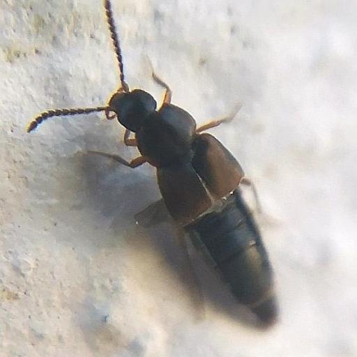 Oxypoda Insect Identification Guide, Habitat & Facts