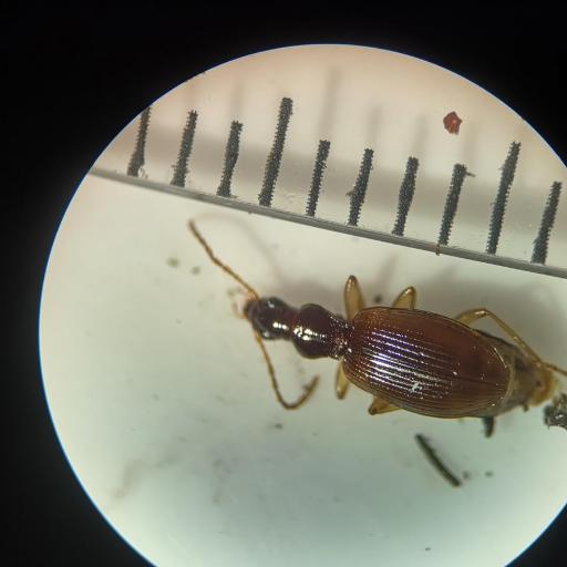 Oxypselaphus Obscurus Insect Identification Guide, Habitat & Facts