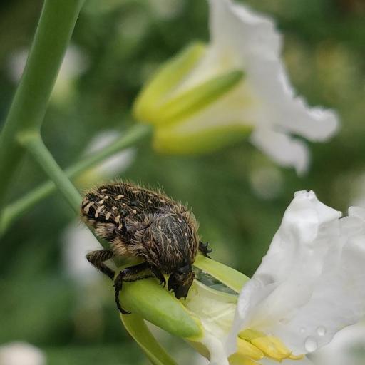 Mediterranean Spotted Chafer (Oxythyrea Funesta) Insect Identification ...