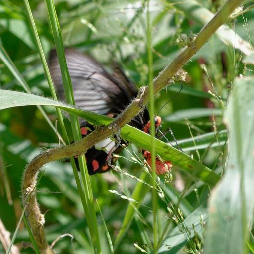 Common Rose Swallowtail (Pachliopta Aristolochiae) Insect ...