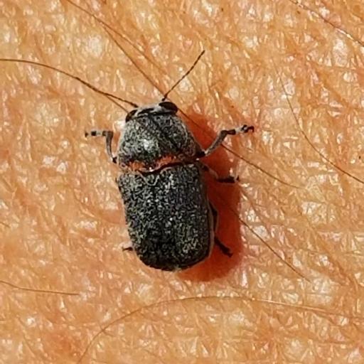 Scriptured Leaf Beetles (Pachybrachis) Insect Identification Guide ...