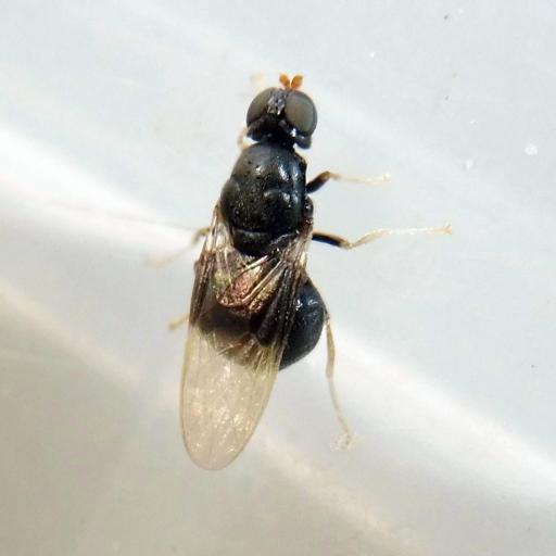 Dark-winged Black (Pachygaster Atra) Insect Identification Guide ...