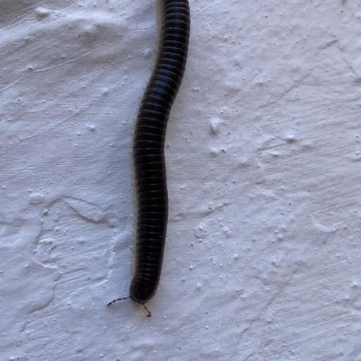 Yellow-Legged Pachyiulus (Pachyiulus Flavipes) Insect Identification ...