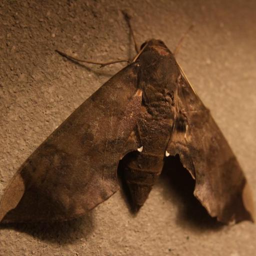 Fig Sphinx (Pachylia Ficus) Insect Identification Guide, Habitat & Facts