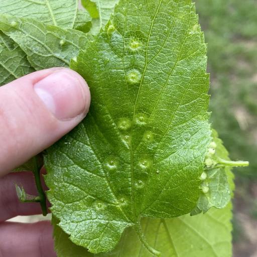 Household Casebearer (Phereoeca Uterella) Insect Identification Guide ...