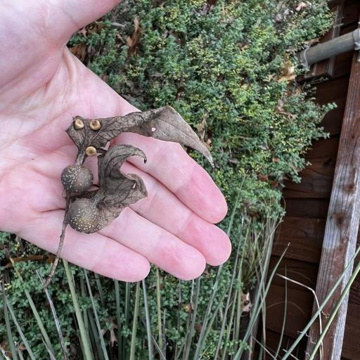 Hackberry Petiole Gall Psyllid (Pachypsylla Venusta) Insect ...