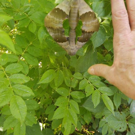 Modest Sphinx (Pachysphinx Modesta) Insect Identification Guide ...