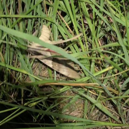 Western Poplar Sphinx (Pachysphinx Occidentalis) Insect Identification ...