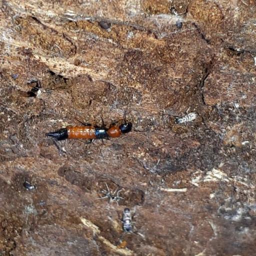 Littoral Whiplash Rove Beetle (Paederus Littoralis) Insect ...