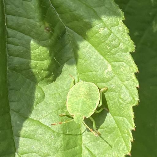Green Shield Bug (Palomena Prasina) Insect Identification Guide ...
