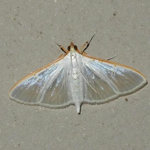 Jasmine Moth (Palpita Vitrealis) Insect Identification Guide, Habitat ...