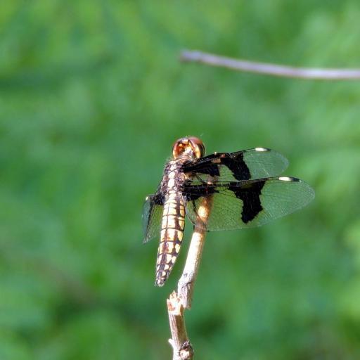 Lucia Widow (Palpopleura Lucia) Insect Identification Guide, Habitat ...