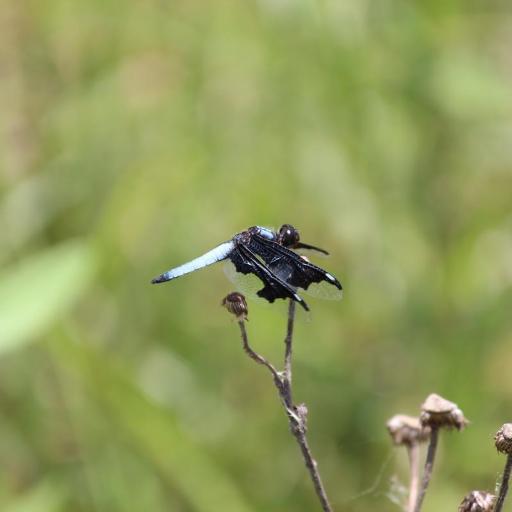 Portia Widow (Palpopleura Portia) Insect Identification Guide, Habitat ...