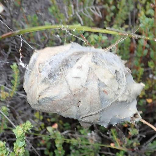 Common Rain Spider (Palystes Superciliosus) Insect Identification Guide ...