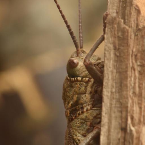 Shieldback Locusts (Pamphagidae) Insect Identification Guide, Habitat ...