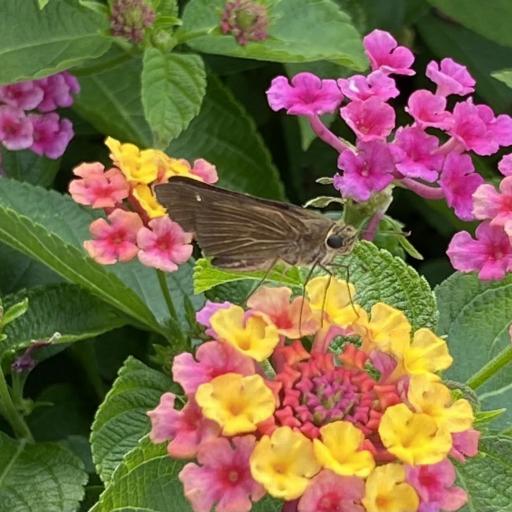Ocola Skipper (Panoquina Ocola) Insect Identification Guide, Habitat ...