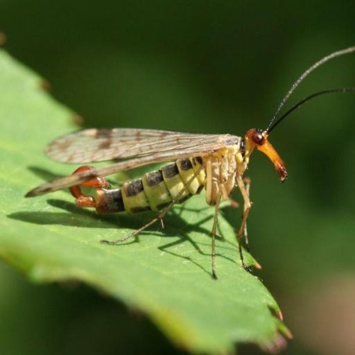 Panorpa Cognata Insect Identification Guide, Habitat & Facts
