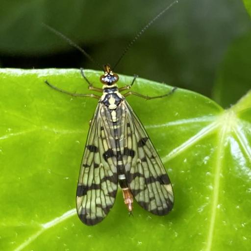 German Scorpionfly (Panorpa Germanica) Insect Identification Guide ...