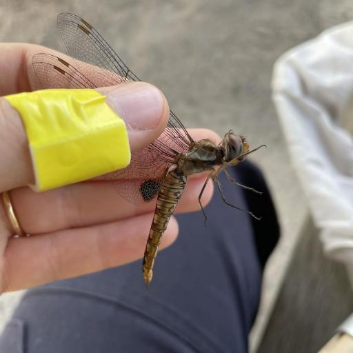 Spot-winged Glider (Pantala Hymenaea) Insect Identification Guide ...