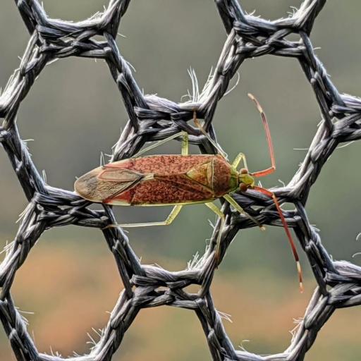 Hazel Bug (Pantilius Tunicatus) Insect Identification Guide, Habitat & Facts