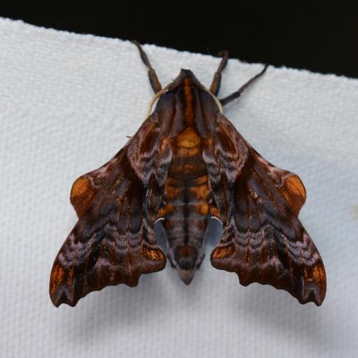 Small-Eyed Sphinx (Paonias Myops) Insect Identification Guide, Habitat ...