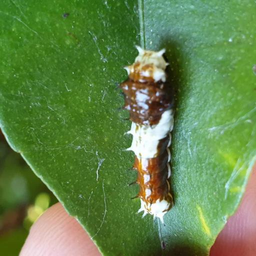 Orchard Swallowtail (Papilio Aegeus) Insect Identification Guide ...