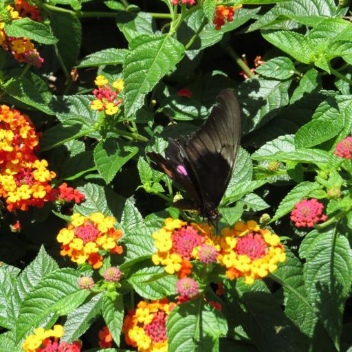 Ruby-spotted Swallowtail (Papilio Anchisiades) Insect Identification ...