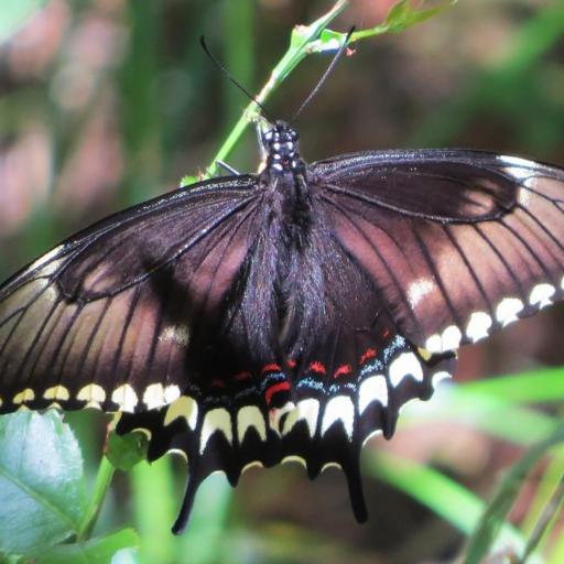 Astyalus Swallowtail (Papilio Astyalus) Insect Identification Guide ...