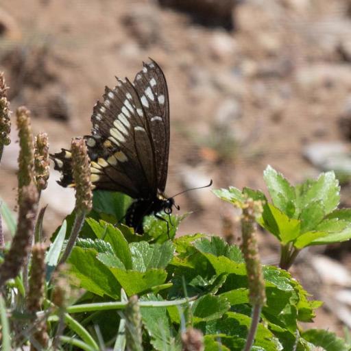 Short-tailed Swallowtail (Papilio Brevicauda) Insect Identification ...