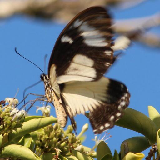 Mocker Swallowtail (Papilio Dardanus) Insect Identification Guide ...
