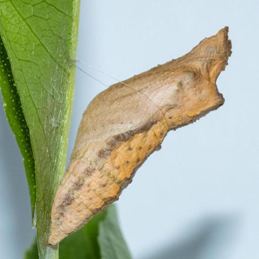 Citrus Swallowtail (Papilio Demodocus) Insect Identification Guide ...