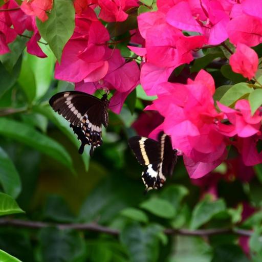 Fuscous Swallowtail (Papilio Fuscus) Insect Identification Guide ...