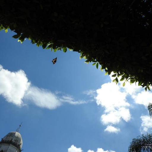 Magnificent Swallowtail (Papilio Garamas) Insect Identification Guide ...