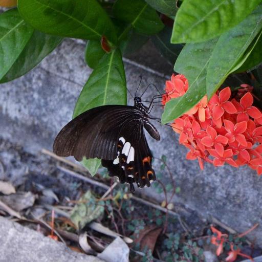Red Helen Swallowtail (Papilio Helenus) Insect Identification Guide ...