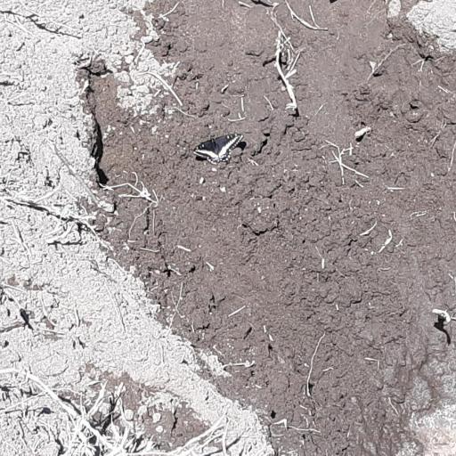 Indra Swallowtail (Papilio Indra) Insect Identification Guide, Habitat ...