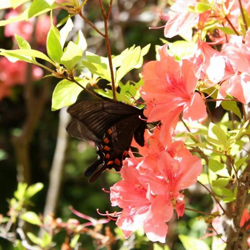 Alpine Black Swallowtail (Papilio Maackii) Insect Identification Guide ...
