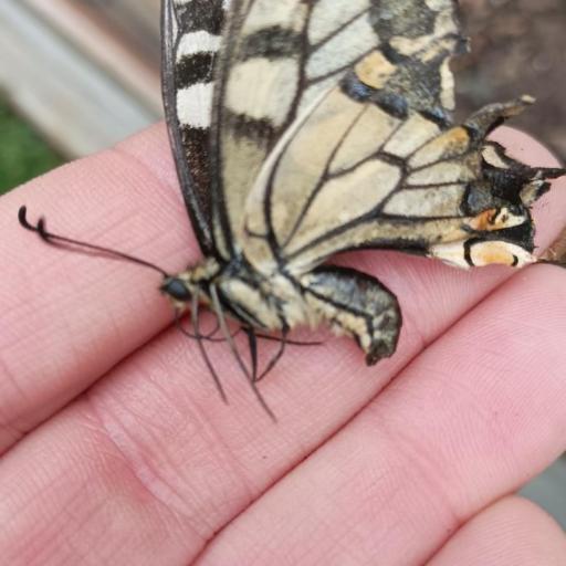 Old World Swallowtail (Papilio Machaon) Insect Identification Guide ...