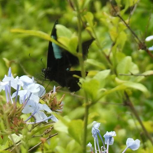 Narrow Green-Banded Swallowtail (Papilio Nireus) Insect Identification ...