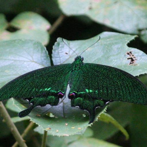 Paris Peacock Swallowtail (Papilio Paris) Insect Identification Guide ...