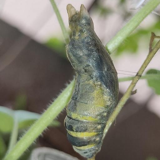 Common Mormon Swallowtail (Papilio Polytes) Insect Identification Guide ...