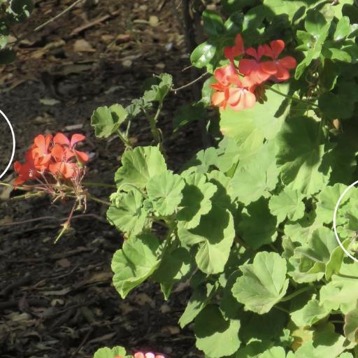 Western Tiger Swallowtail (Papilio Rutulus) Insect Identification Guide ...