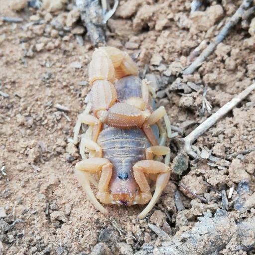 Stridulating Thicktail Scorpions And Allies (Parabuthus) Insect ...