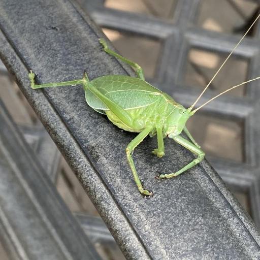 Central Texas Leaf-Katydid (Paracyrtophyllus Robustus) Insect ...