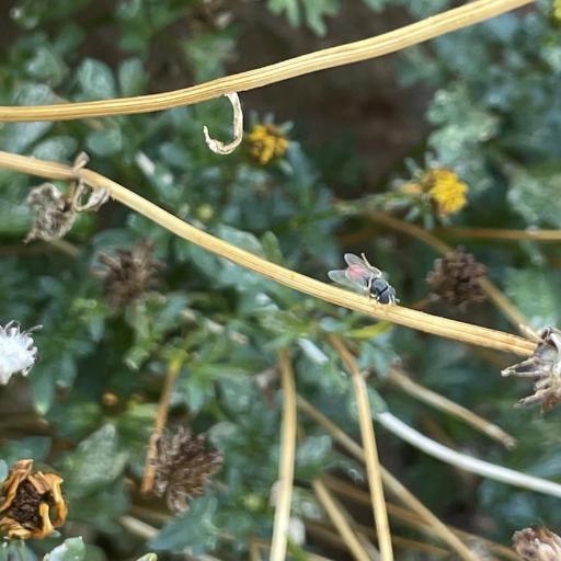 Common Grass Skimmer (Paragus Haemorrhous) Insect Identification Guide ...