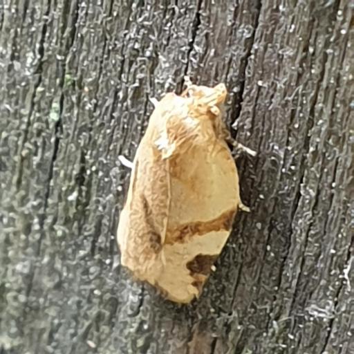 Small Straw Twist (Paramesia Gnomana) Insect Identification Guide ...