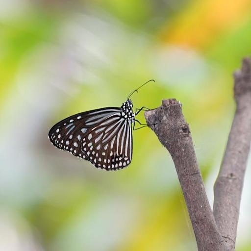 Dark Glassy Tiger (Parantica Agleoides) Insect Identification Guide ...