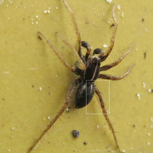 Pardosa Palustris Insect Identification Guide, Habitat & Facts